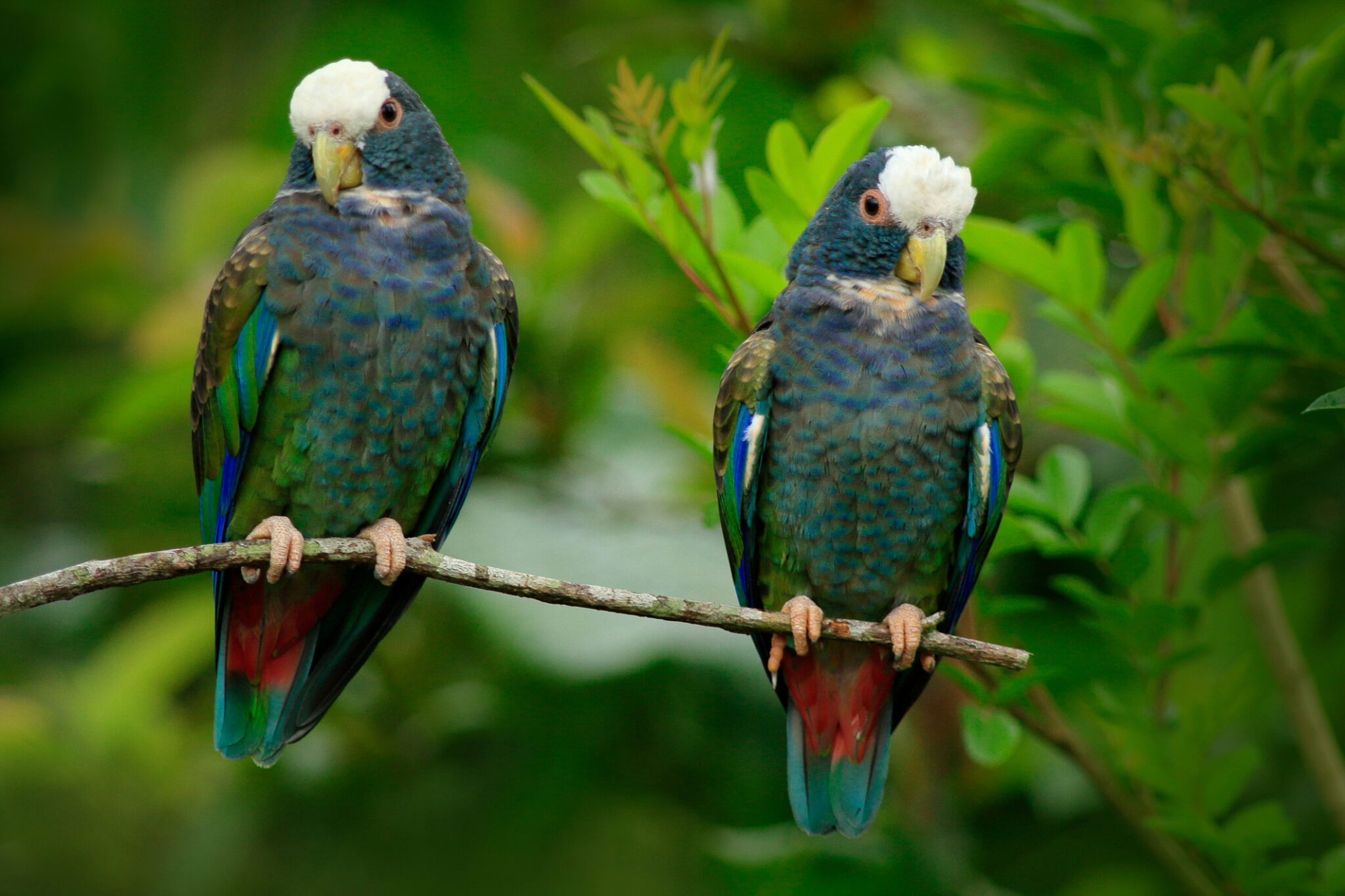White Capped Pionus Parrot: A Guide to Care and Behavior | VIParrot