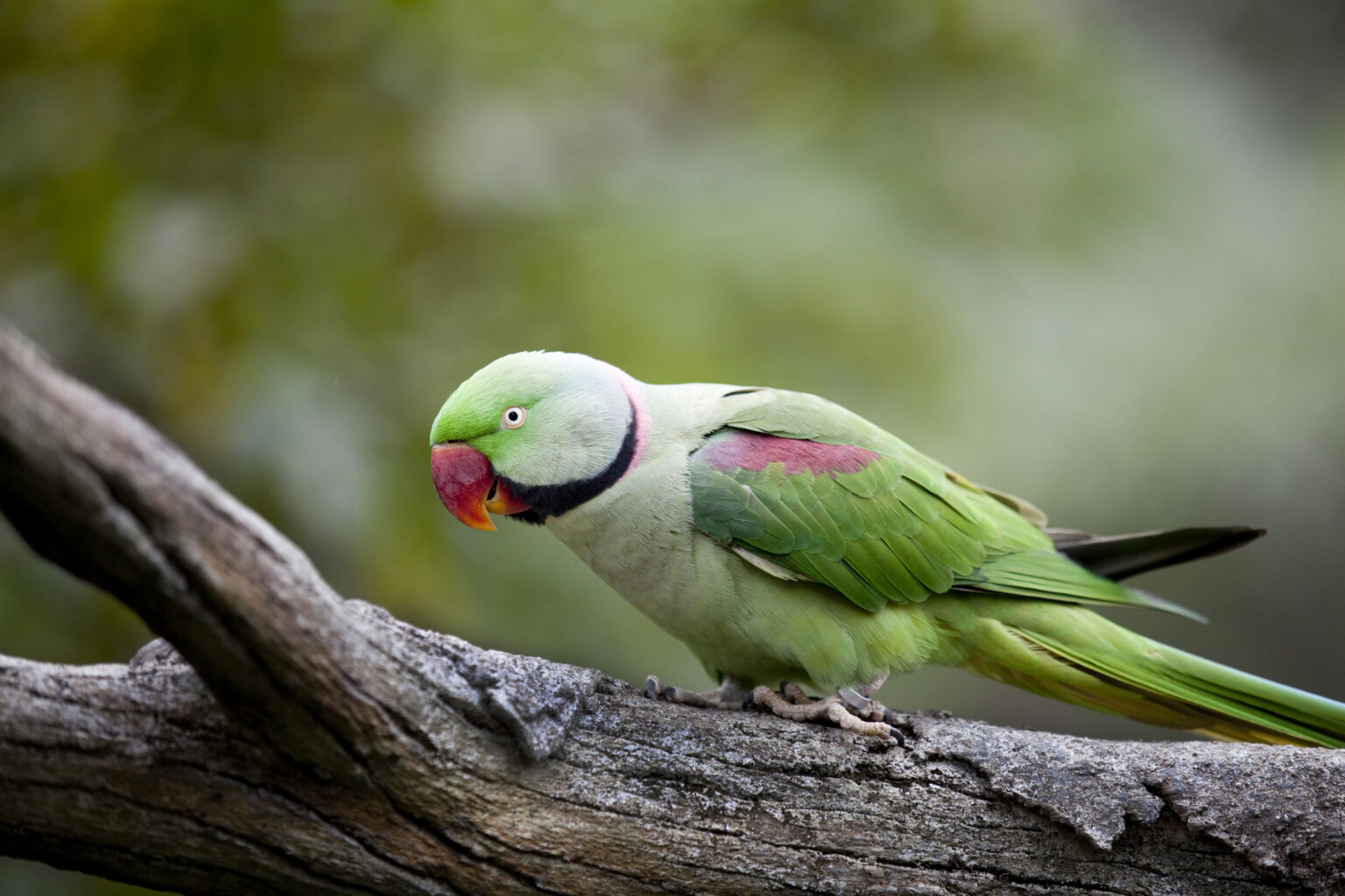 Alexandrine Parrot as a Pet: A Complete Guide | VIParrot