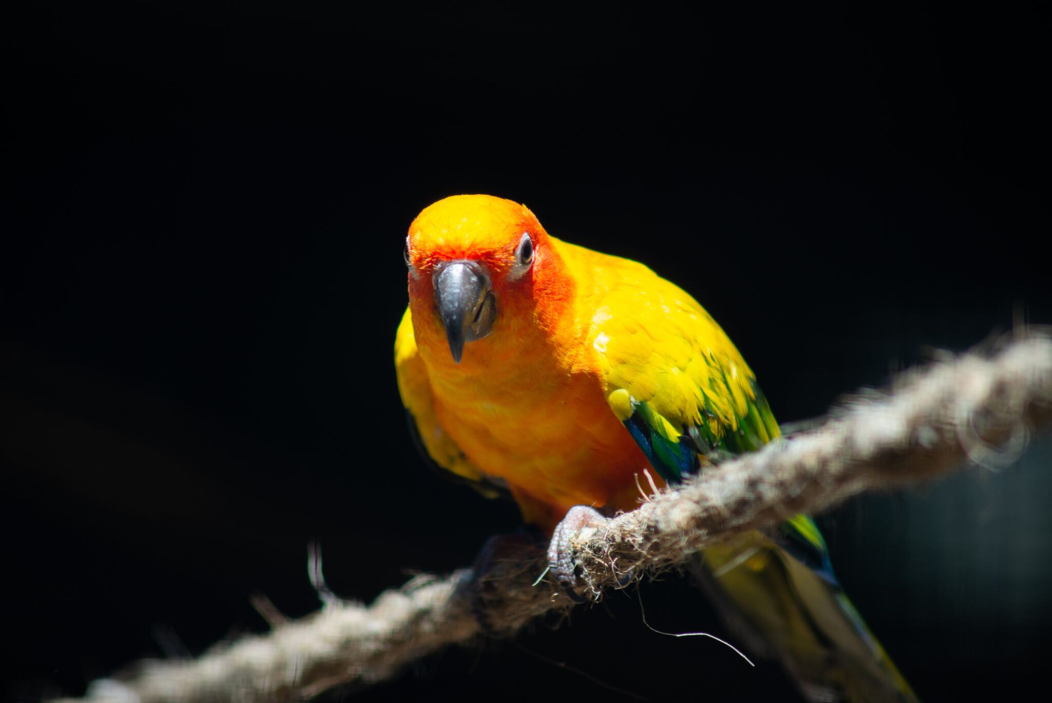 Where Parrots Live and Thrive: Discover The Natural Habitat of Parrots ...