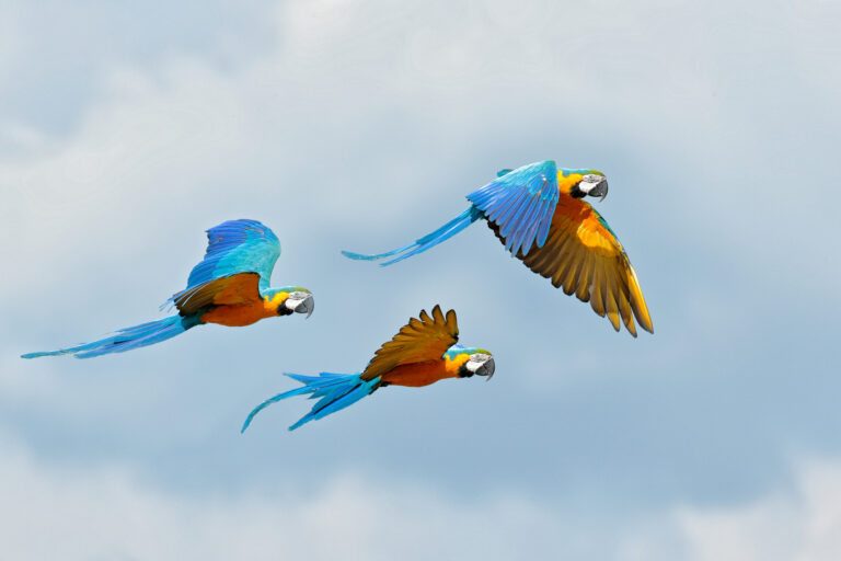 Where Parrots Live and Thrive: Discover The Natural Habitat of Parrots ...