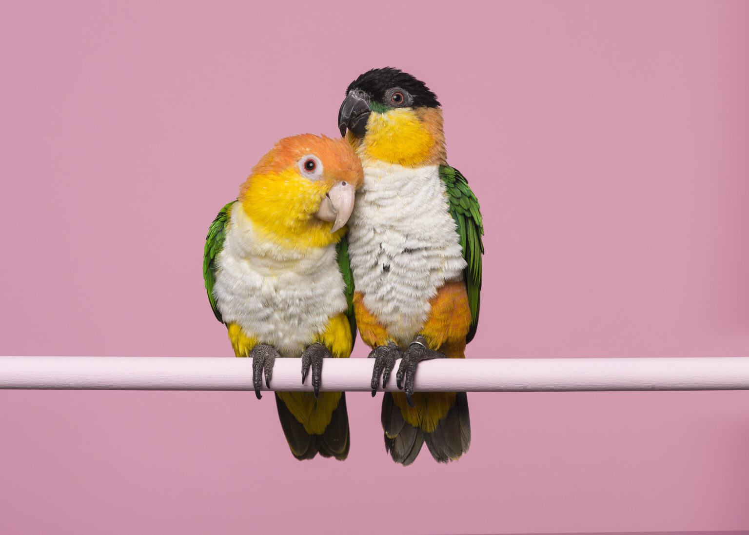 Meet the Playful Caique Parrot: Everything You Need To Know | VIParrot