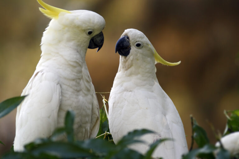 From Forests to Your Home: Types of Cockatoos and Their Natural ...